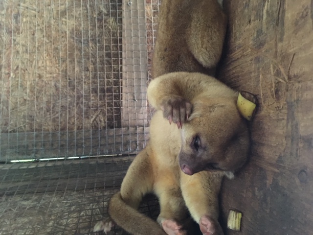 Animal Safari