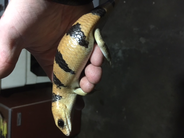 Reptiles